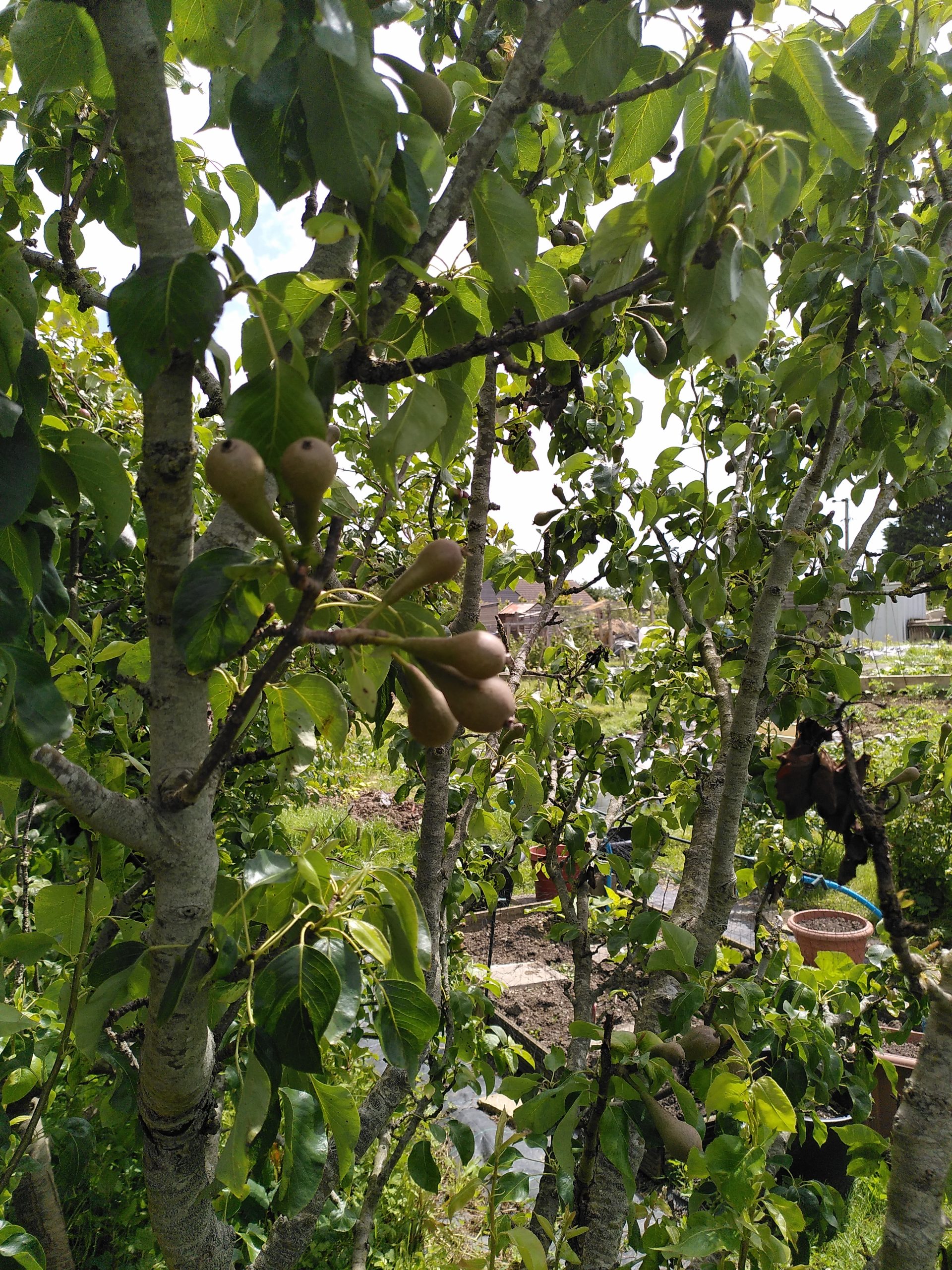 growing food in a changing climate: an allotment view - Eastbourne ECO ...